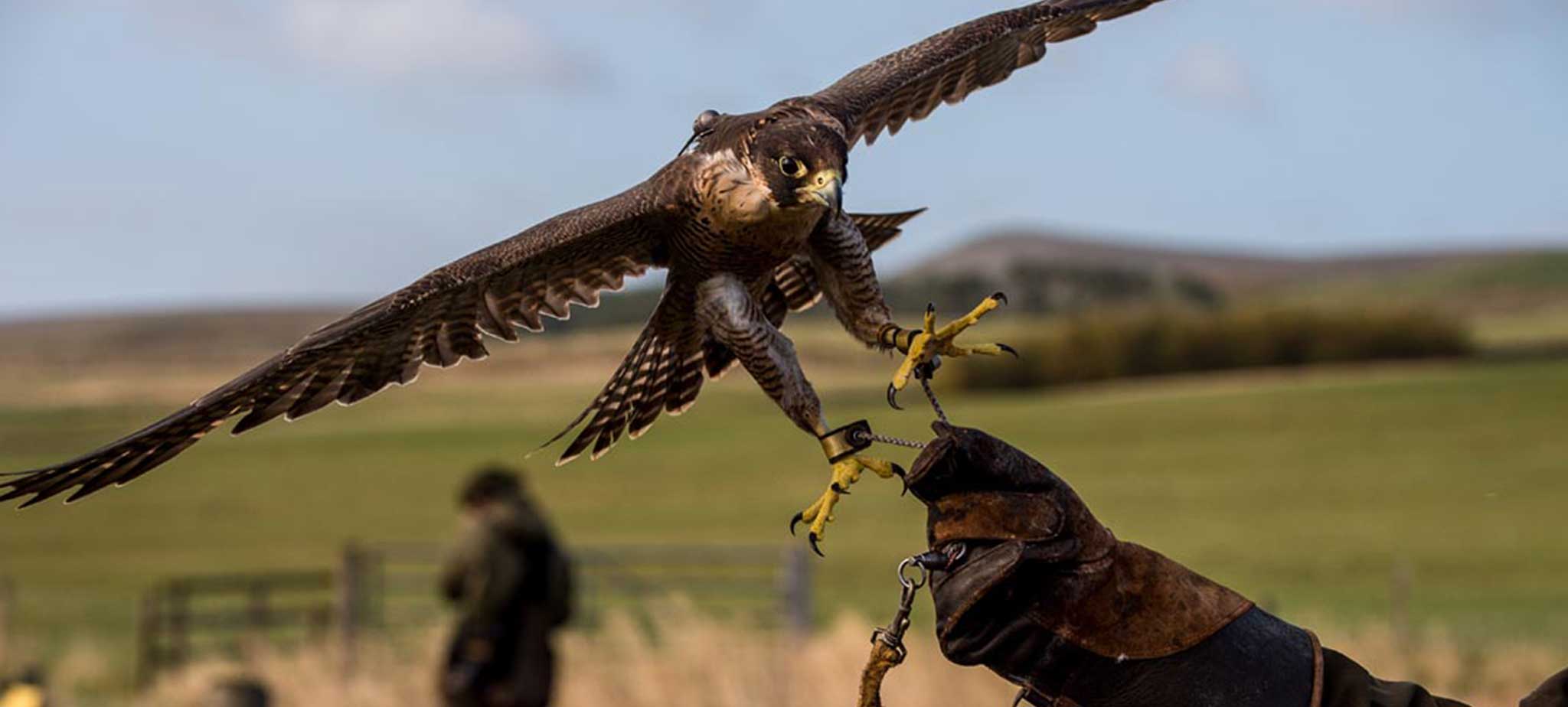 In Geraci Siculo, the last falconer of the Madonie mountains still ...